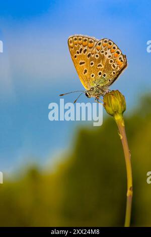 Butterfly life in real life in the field Stock Photo - Alamy