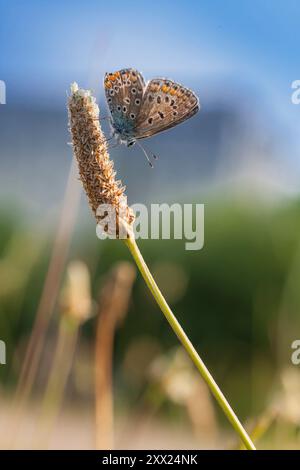 Butterfly life in real life in the field Stock Photo - Alamy