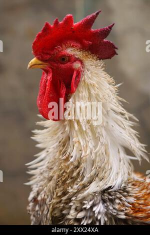 a close-up of a rooster with a red comb on its head in a henhouse Stock ...