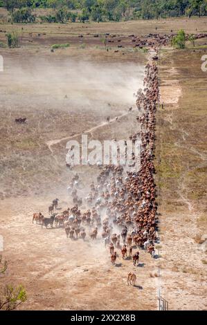 mustering braham cattle on the flood plains near the gulf of ...