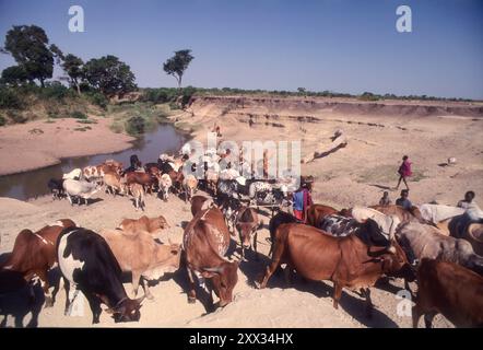 Masai people herding cattle near Talek River, Masai Mara Game Reserve ...