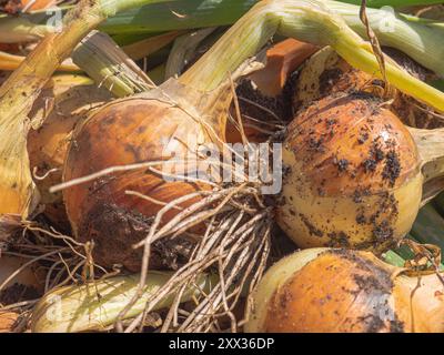 Spring shoots of green onions in the soil in the garden for vitamin ...