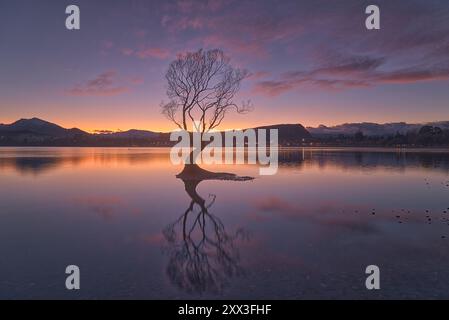 Winter sunrise at the Wanaka Tree, NZ Stock Photo - Alamy