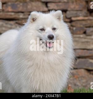 Close up of American Eskimo in grass with mouth open Stock Photo - Alamy