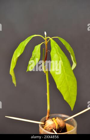 Avocado shoot - detail Stock Photo - Alamy
