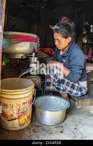 Chauri milk is boiled and churned using a modern churner that produces ...