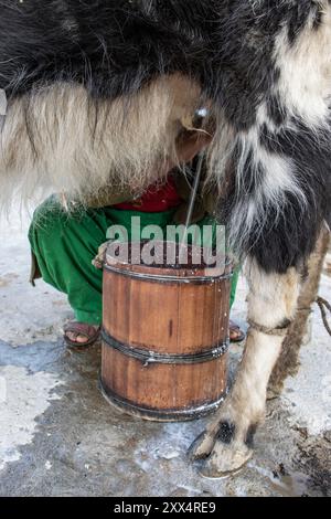 A chauri herder milking chauri. She collects milk in a dhungro, a ...