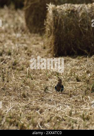 An Indian Roller at Koonthankulam Bird Sanctuary, highlighting the ...