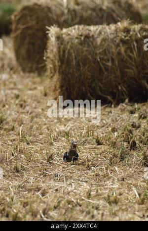 An Indian Roller at Koonthankulam Bird Sanctuary, highlighting the ...