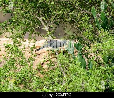 A Blue-Faced Malkoha Perches Gracefully in the Woodland Canopy ...