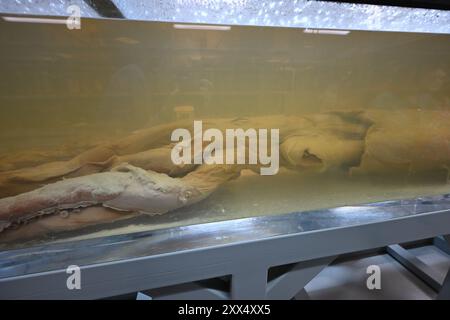 Archie the Giant Squid, Architeuthis dux - Natural History Museum ...