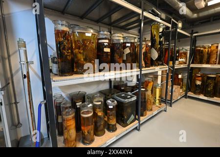 Larger preserved specimens in the Tank Room in the Spirit Collection at ...