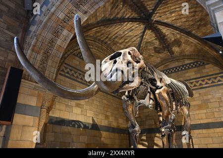 An American mastodon skeleton in the Hintze Hall of The Natural History ...