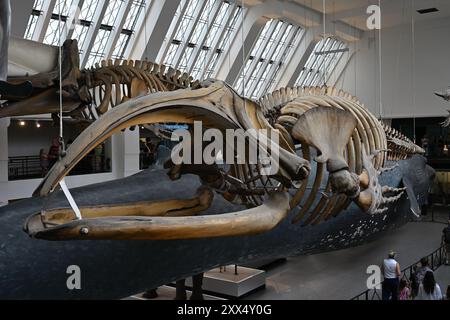 The skeleton of a Bowhead Whale suspended in the Mammals Gallery of the ...