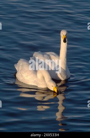 A pair of black swans mating in the water at Heritage Park, Blayney ...