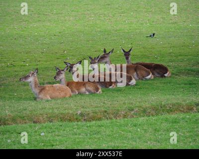Deer in the British Wildlife Centre conservation in the UK Stock Photo ...
