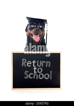 purebred rottweiler back to school in front of white background Stock ...