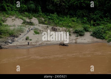 Elephants bathing in the Mekong River, Pakbeng, Laos Stock Photo - Alamy