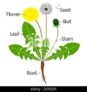Vector illustration showing germination of seed Stock Vector Image ...