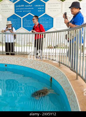 Olive Ridley turtles are seen on the beach as they digging sand to nest ...