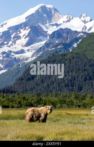Coastal Brown Bear with Mount Iliamna in the background - Brown Bear ...