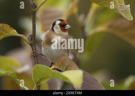 Magnolia tree in autumn bloom Stock Photo - Alamy