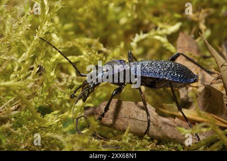 Leather ground beetle, Carabus coriaceus, beetle Stock Photo - Alamy