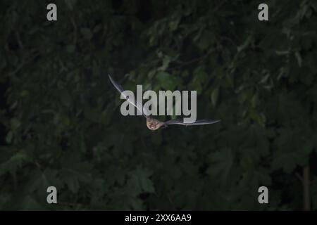 . Eastern forest insects Stock Photo - Alamy