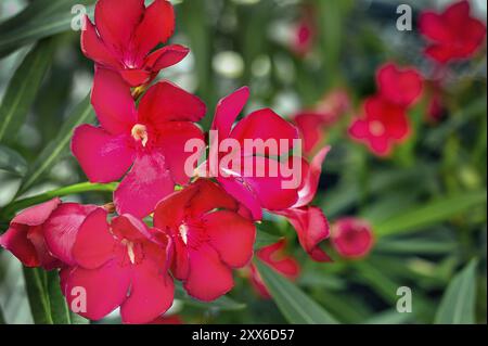 Red oleander (Nerium oleander) Allgaeu, Bavaria, Germany, Europe Stock ...