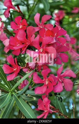 Red oleander (Nerium oleander) Allgaeu, Bavaria, Germany, Europe Stock ...