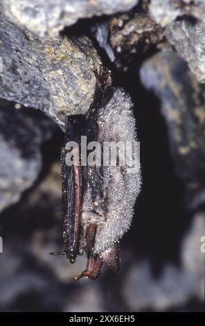 fledermaus, microchiroptera, bat, microbat Stock Photo - Alamy