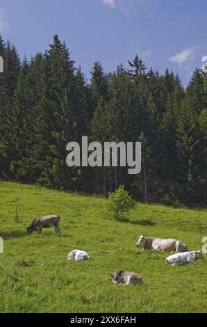 alpine cows on alpine pasture, German Simmental (Spotted Mountain ...