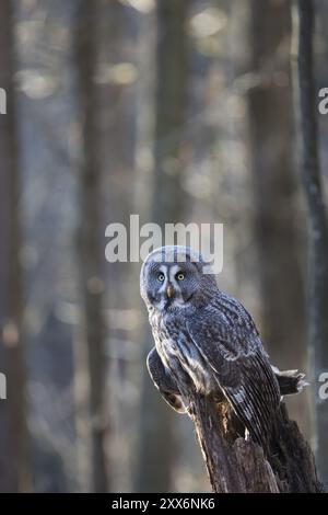 Bearded owl, Strix nebulosa, great grey owl Stock Photo - Alamy
