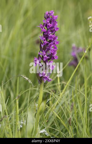 Eastern Early-purple Orchid (Orchis mascula speciosa Stock Photo - Alamy