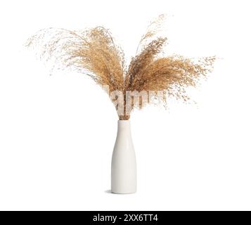 Vase with dry common reeds isolated on white background Stock Photo - Alamy