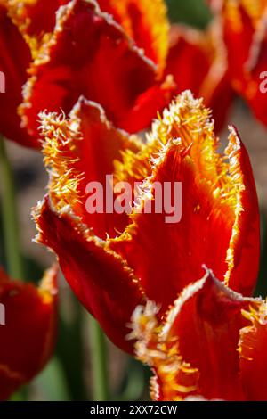Fringed Tulip ‘Fabio’ Stock Photo - Alamy