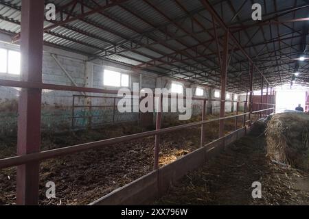 Farmer feeds cows. The process of feeding animals on a farm. Dairy ...