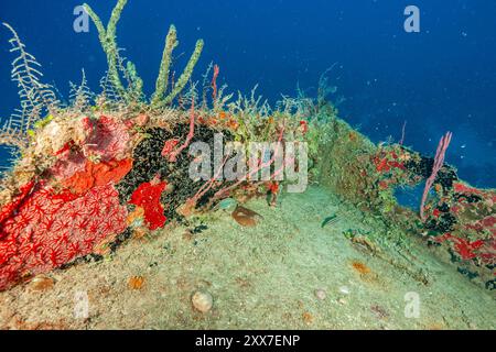 Honduras, Utila, Halliburton Wreck Stock Photo - Alamy