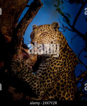 Eating leopard; Leopards Stock Photo - Alamy