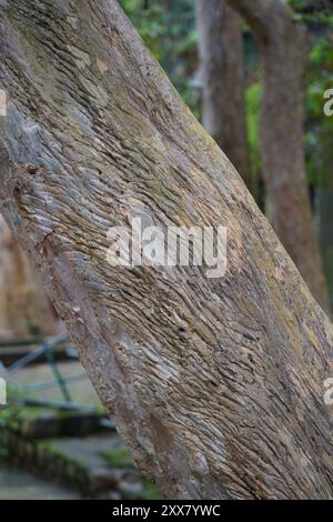 Claw marks of sloth bear, left while climbing a Terminalia arjuna tree ...
