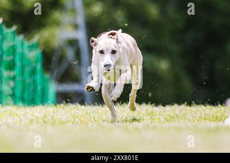 Mixed Breed Mutt Sight Hound Dog Running Lure Course Dog Sport Stock ...