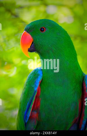 Nuri Bayan (Eclectus Roratus), a parrot with intelligence to imitate ...