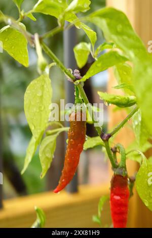 Red Chilli and Dew Stock Photo - Alamy