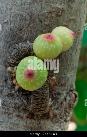 Sea fig (Ficus superba), Moraceae. Deciduous tree, ornamental plant ...
