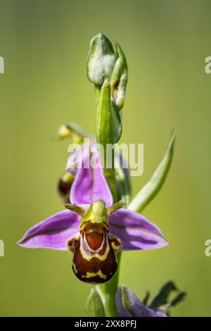 France, Normandy, Ophrys bee (Ophrys apifera Stock Photo - Alamy