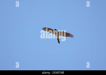 a beautiful specimen of a falcon in flight in the sky Stock Photo - Alamy
