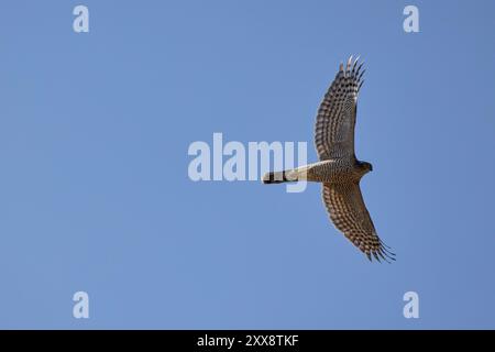 a beautiful specimen of a falcon in flight in the sky Stock Photo - Alamy