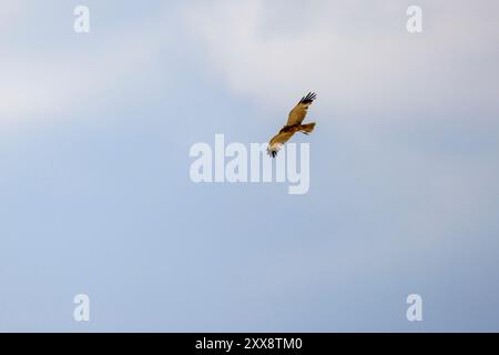 a beautiful specimen of a falcon in flight in the sky Stock Photo - Alamy
