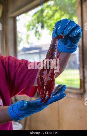 United States, Louisiana, Berwick, in the kitchen of the Bayou ...