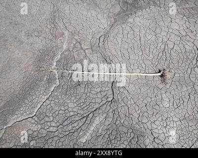 Close up Low level water view of Duckling Mallard Chicks Stock Photo ...